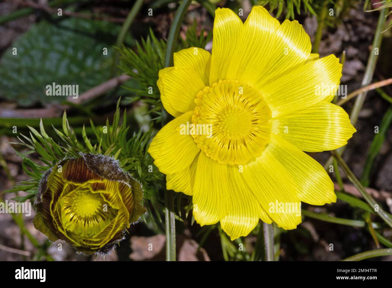 Spring (Adonis) rose two yellow open and half-open flowers next to each ...