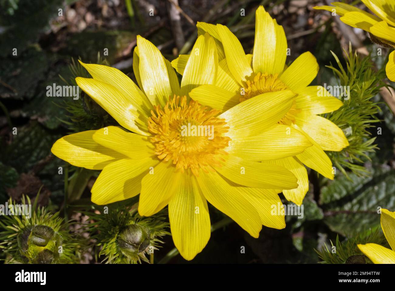 Spring (Adonis) rose two yellow open flowers next to each other Stock ...