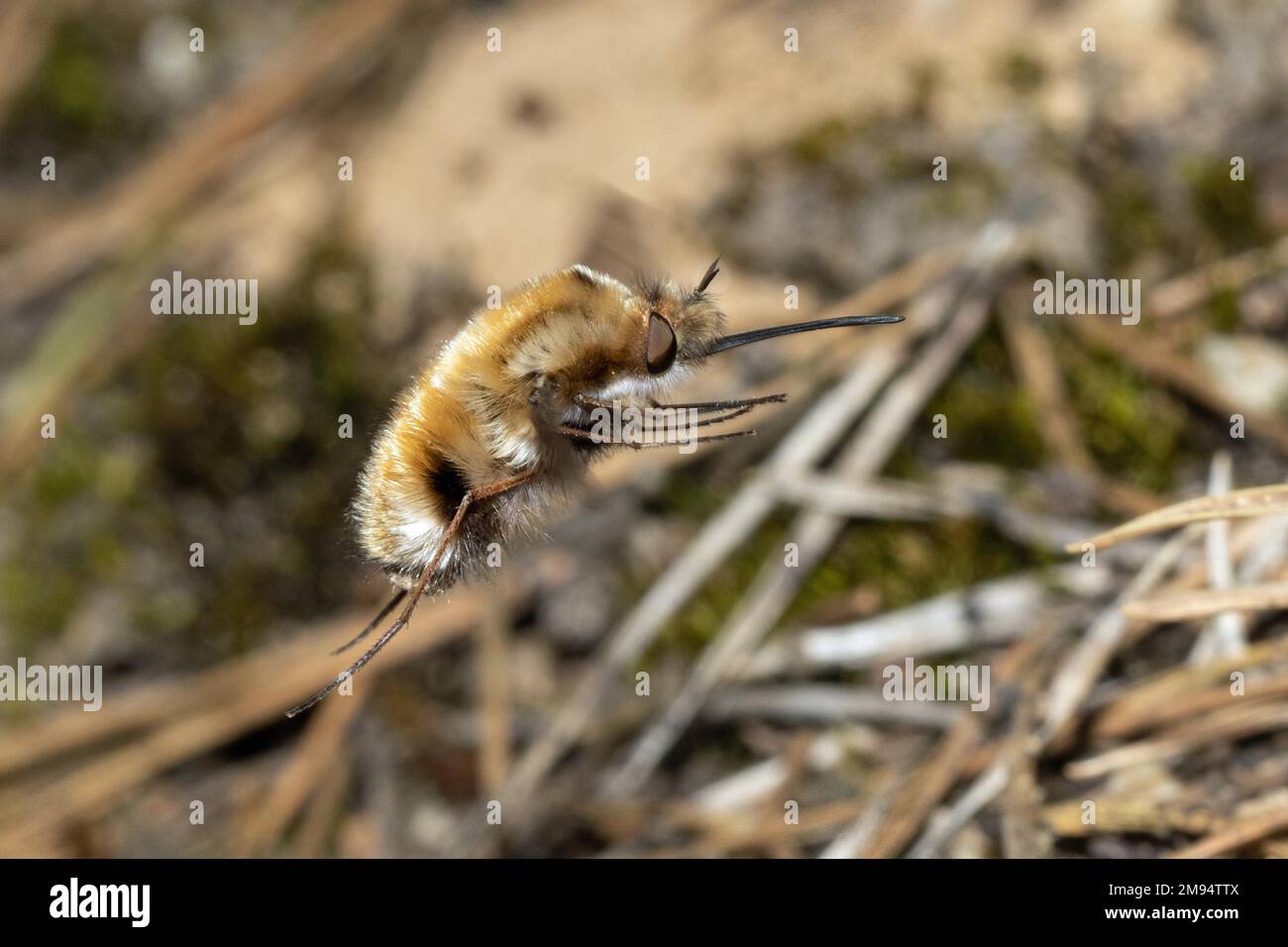 Large woolly hawk-moth with open wings flying over needle litter right ...