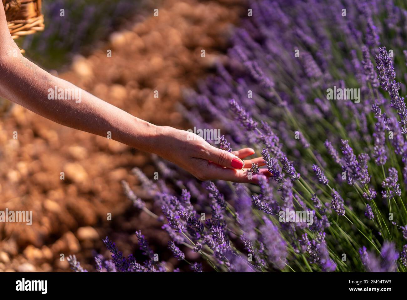 Hand of a woman picking lavender in a lavender field with purple ...