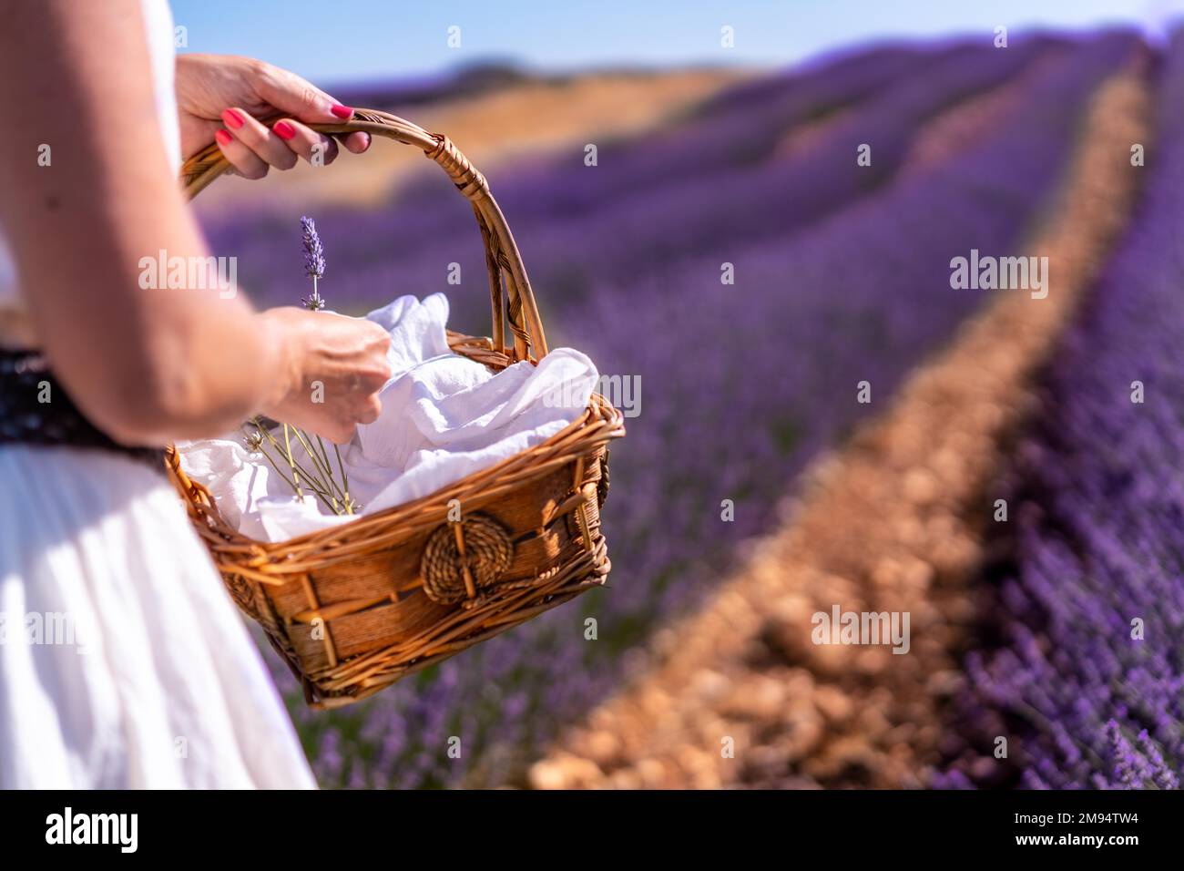 Woman's hand picking lavender in a lavender field with purple flowers ...