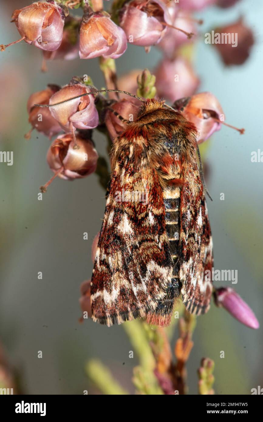 Heather variegated owl Butterfly with closed wings hanging on flowering ...