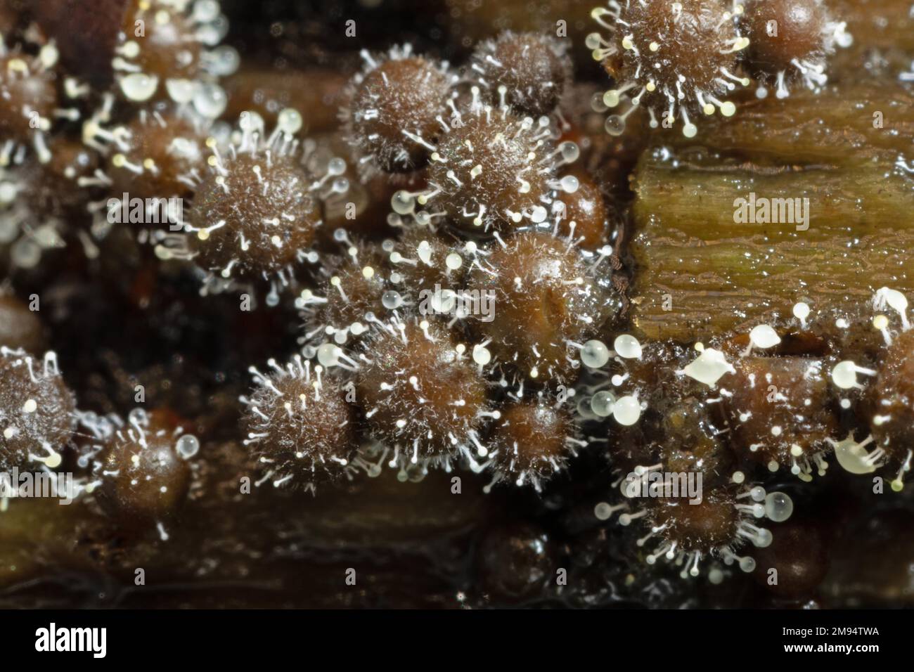 Red-headed slime mould white fruiting balls on several conical red ...