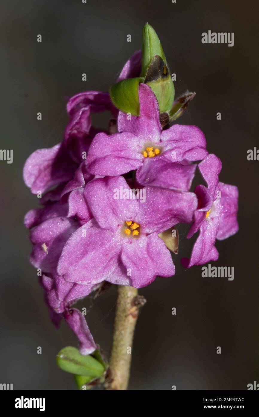 Common daphne branch with green leaves and a few open purple flowers ...