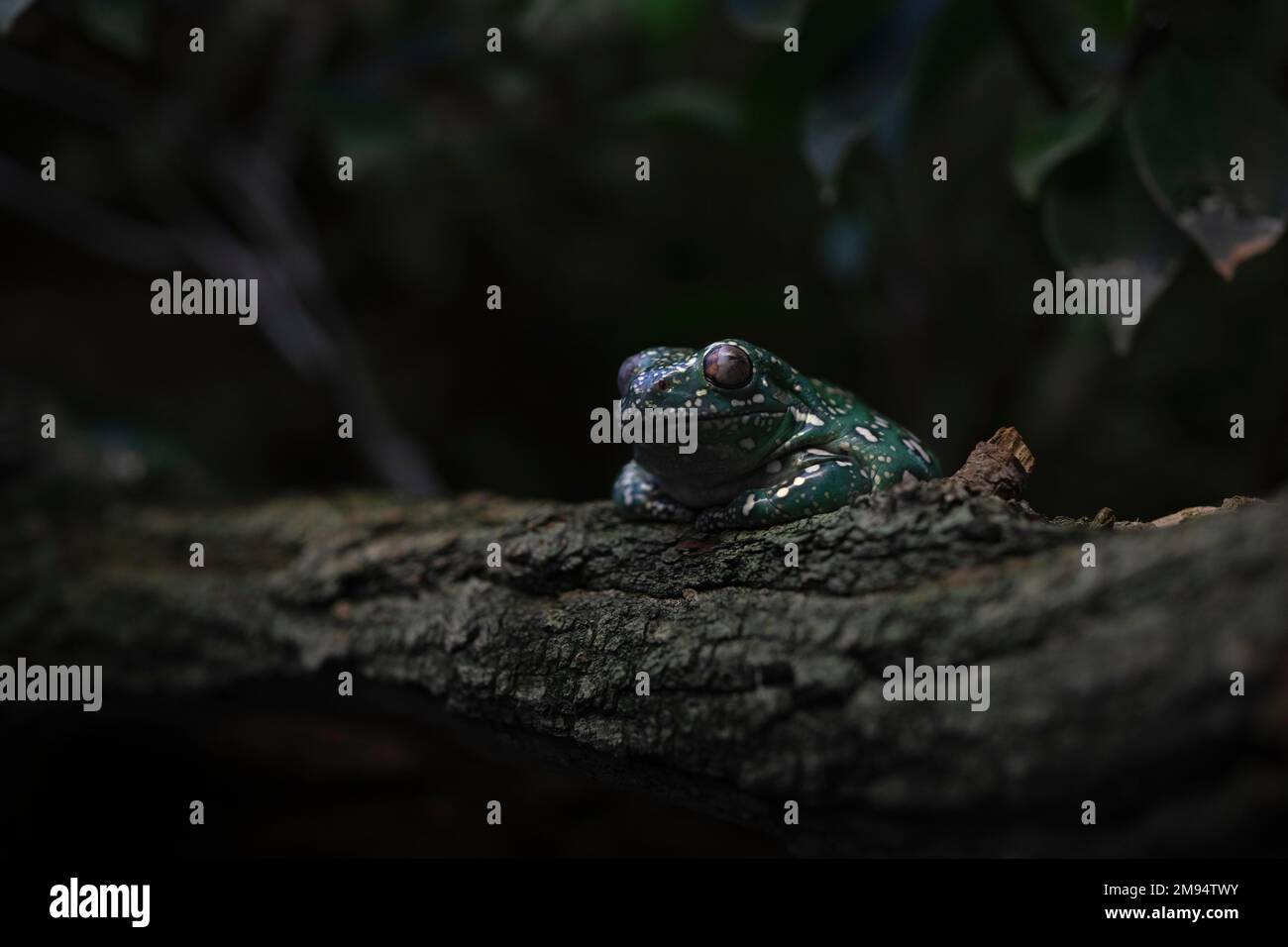Coral-fingered tree frog (Litoria caerules), sitting on branch, captive ...