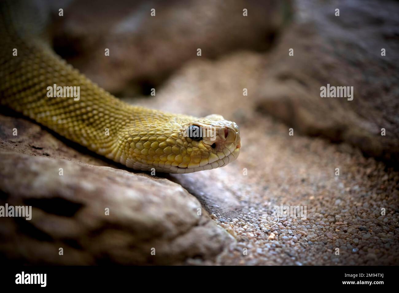 Venomous mexican west coast rattlesnake (Crotalus basiliscus), captive ...