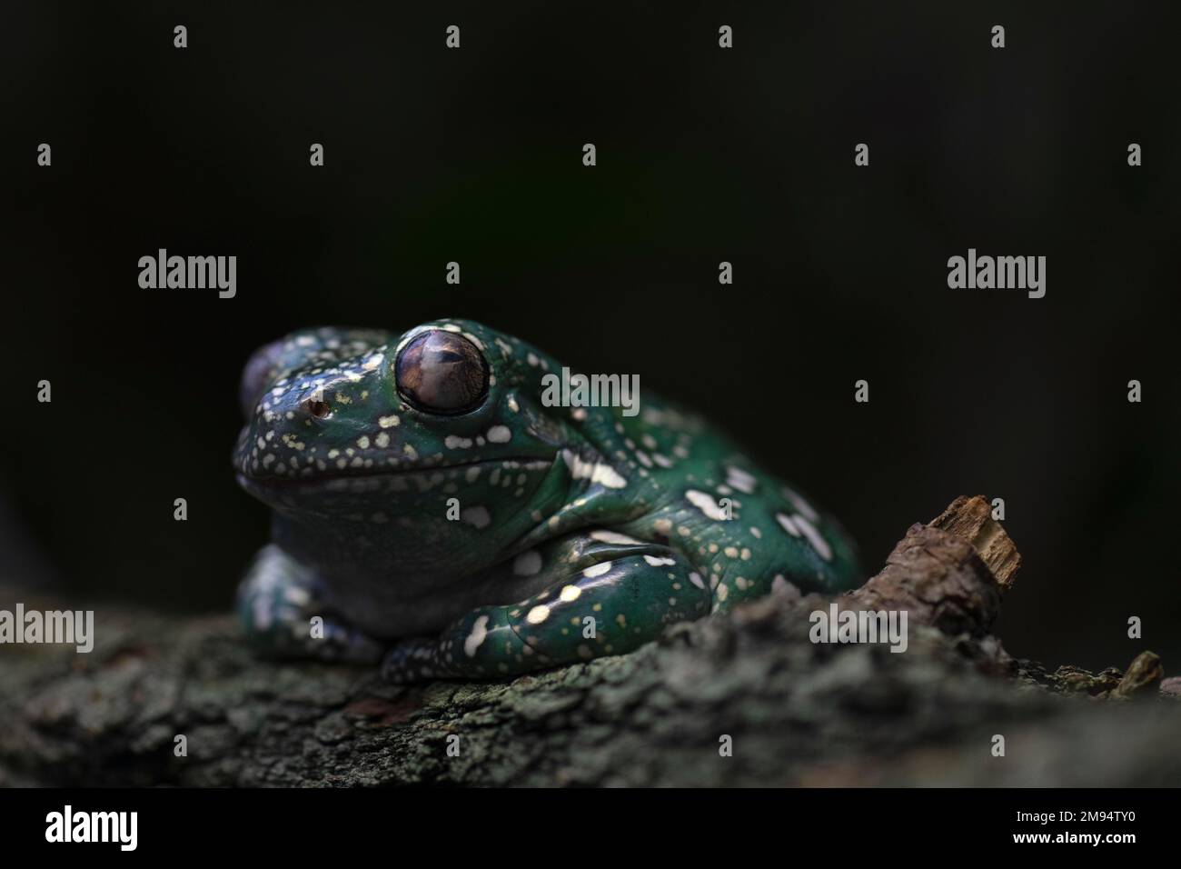 Coral-fingered tree frog (Litoria caerules), sitting on branch, captive ...