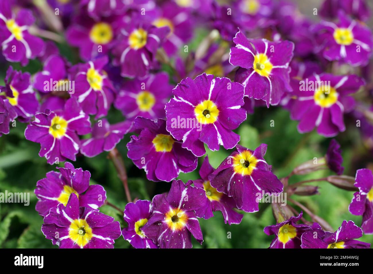 Primrose (Primula), primrose, flowers, pink, plant, garden, close-up of ...