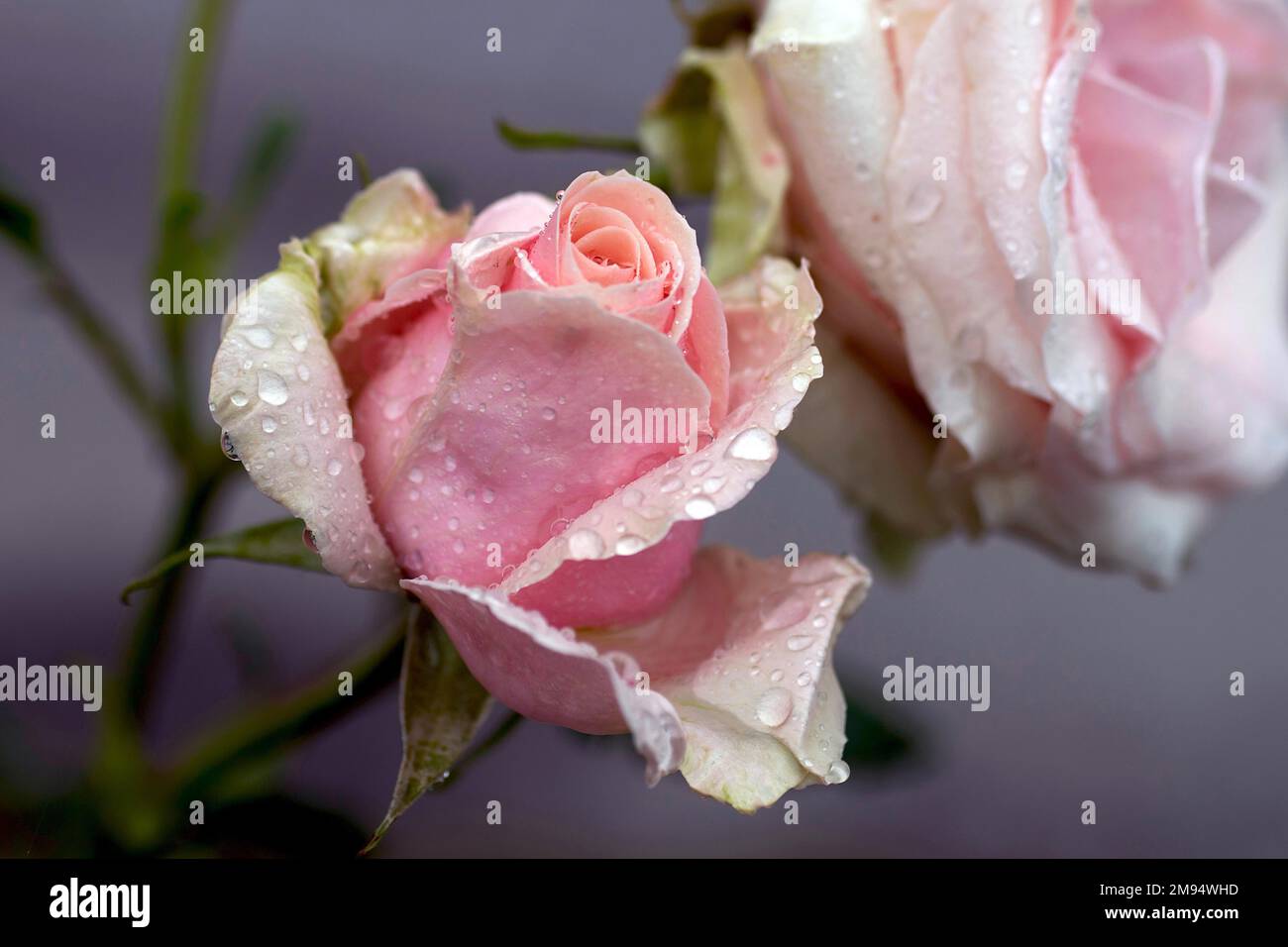 Raindrop on rose hi-res stock photography and images - Alamy