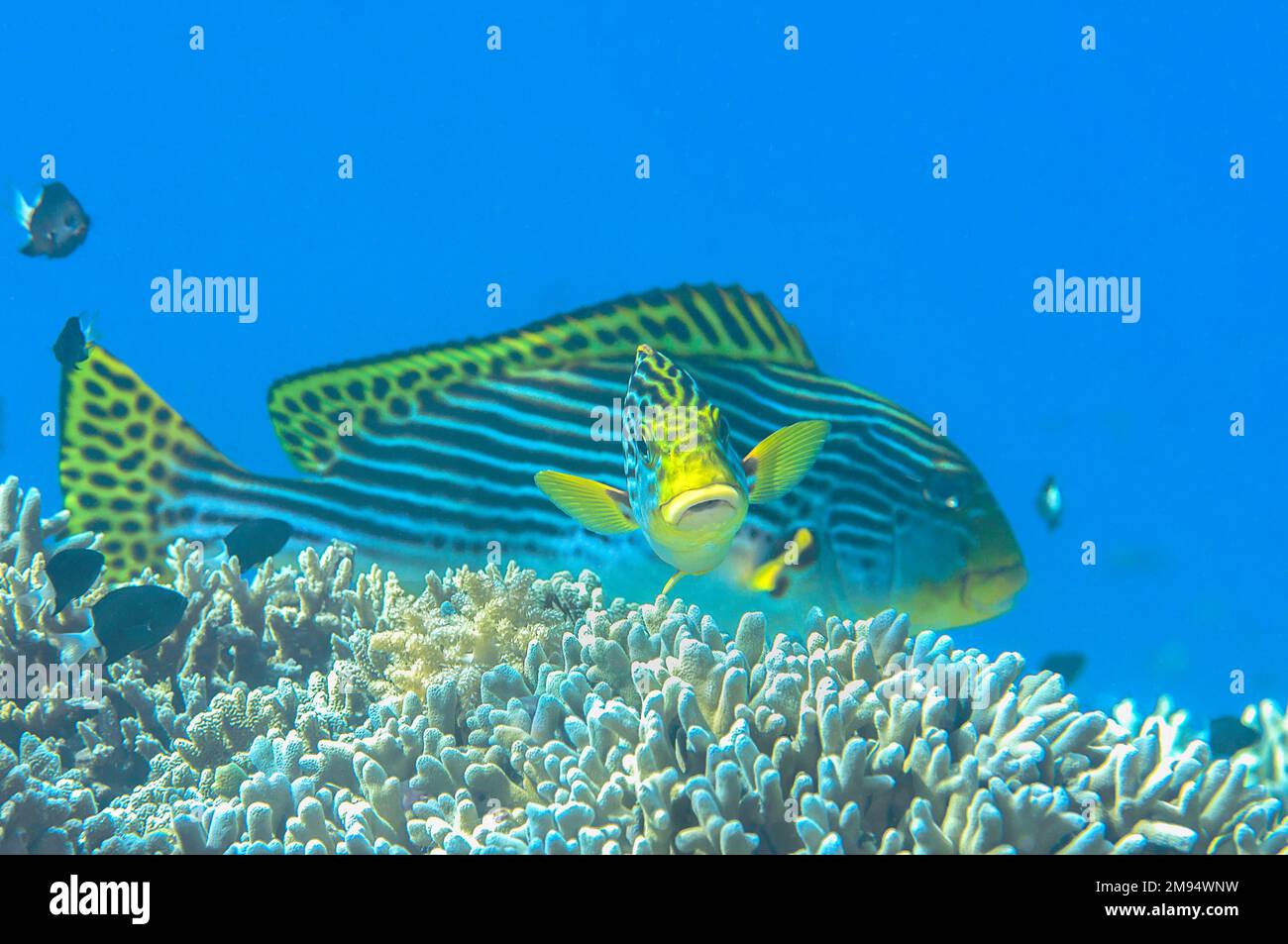 Two diagonal banded sweetlip fish on coral reef . They look like father ...