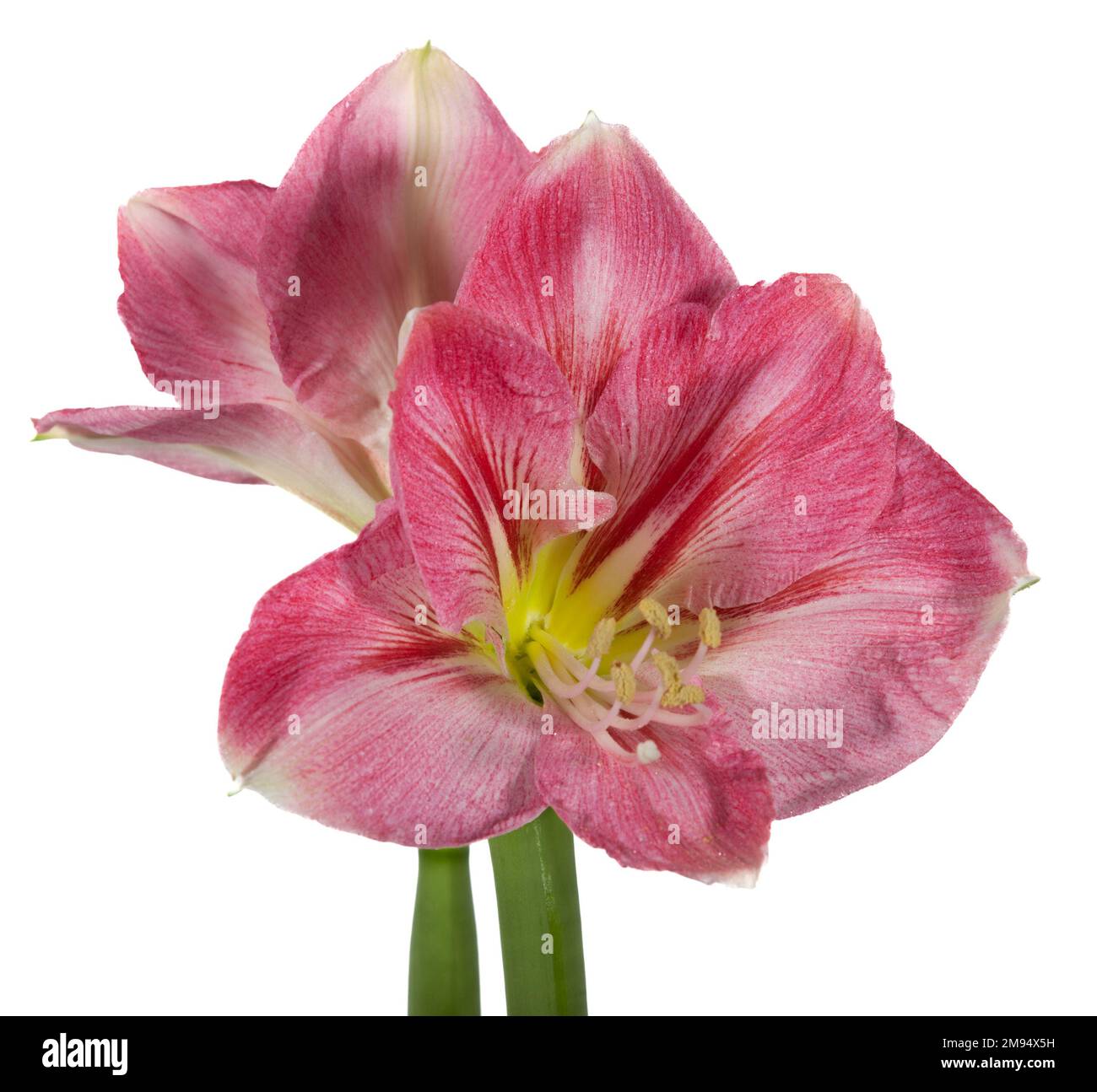 'Candy Floss' Hippeastrum, Amaryllis (Hippeastrum x hortorum Stock ...