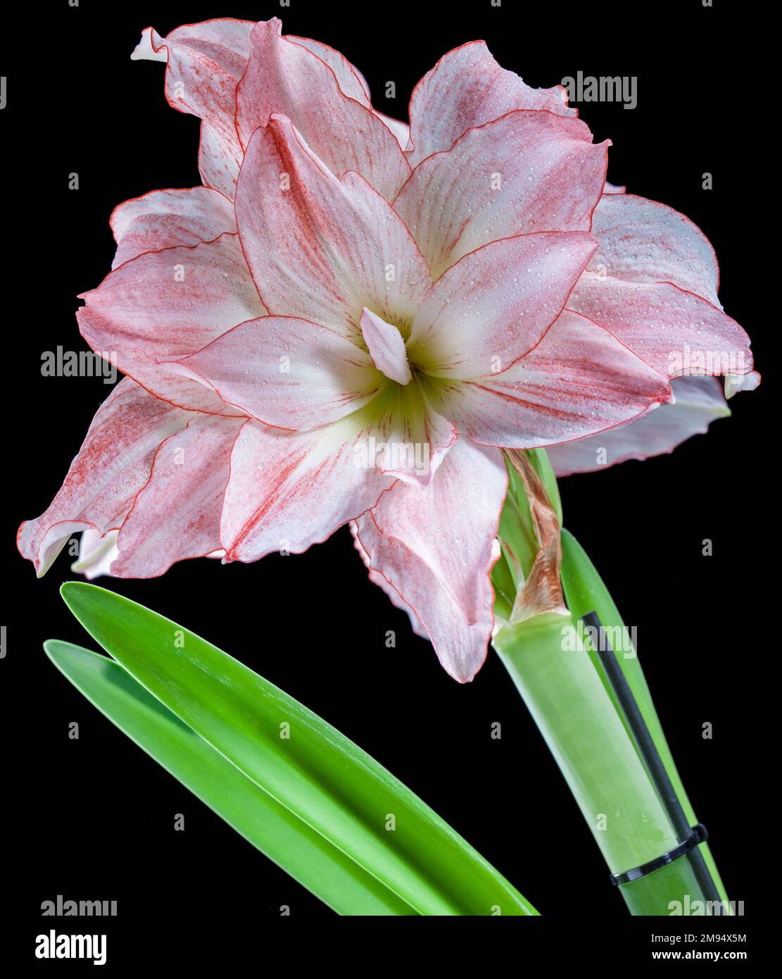 'Aphrodite' Hippeastrum, Amaryllis (Hippeastrum x hortorum Stock Photo ...