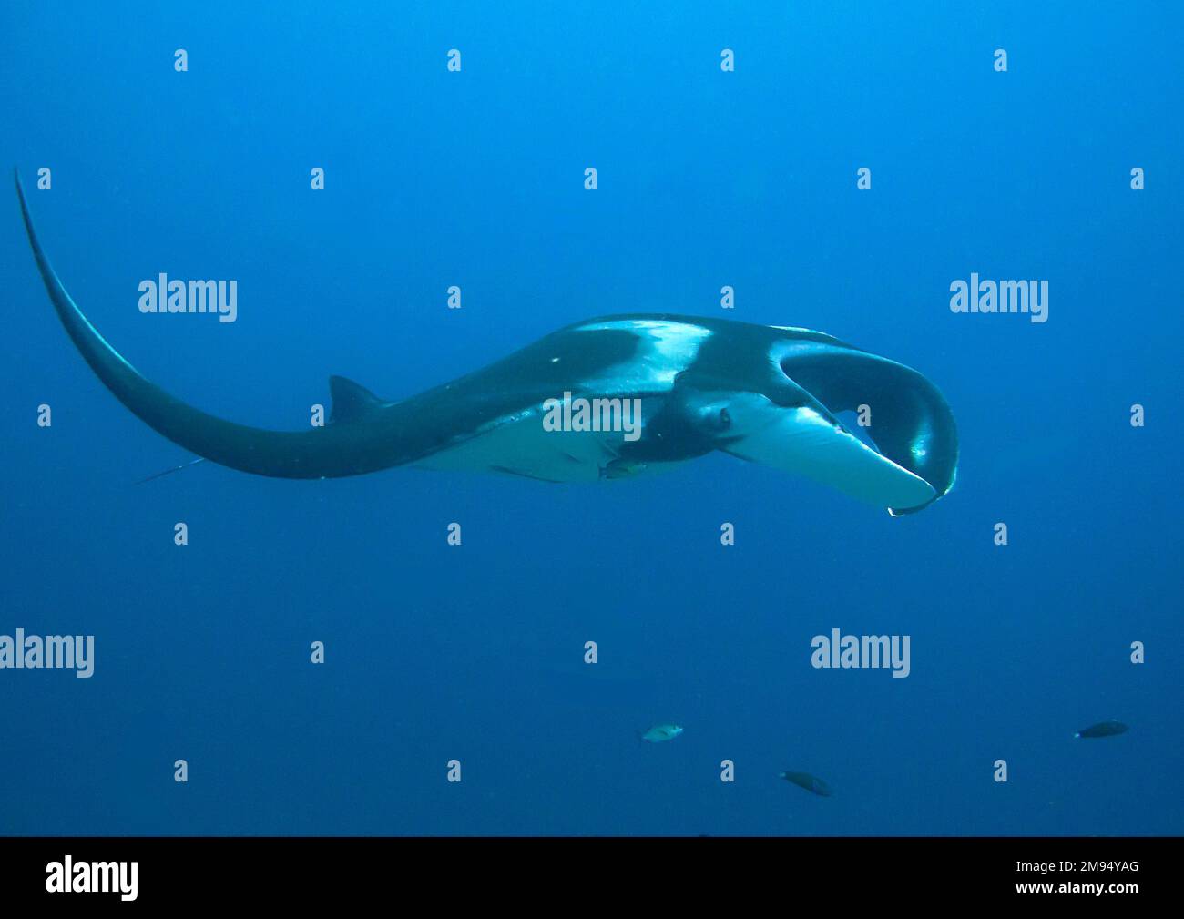 Manta ray flying by in crystal blue water of Raja Ampat, Indonesia ...