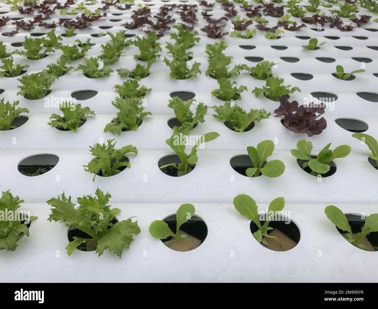 Hydroponics Organic vegetables Farms in Thailand Stock Photo - Alamy
