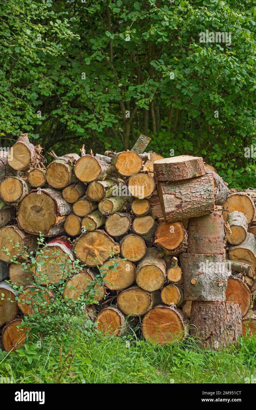 Preparation of firewood for the winter. Stacks of firewood in the ...