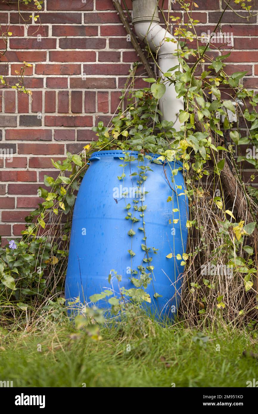 Blue rain barrel Stock Photo - Alamy