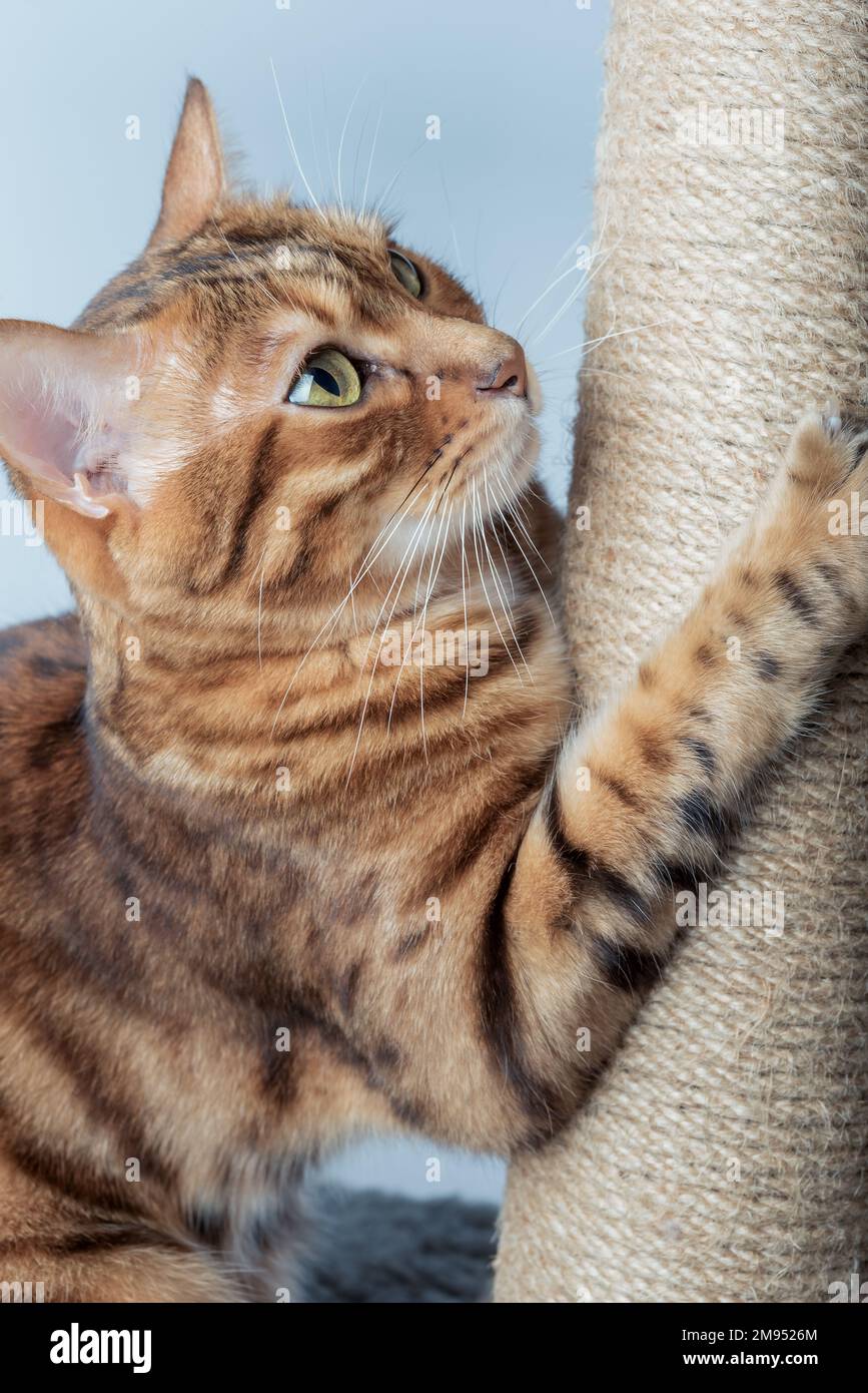 Feline scratches hi-res stock photography and images - Alamy