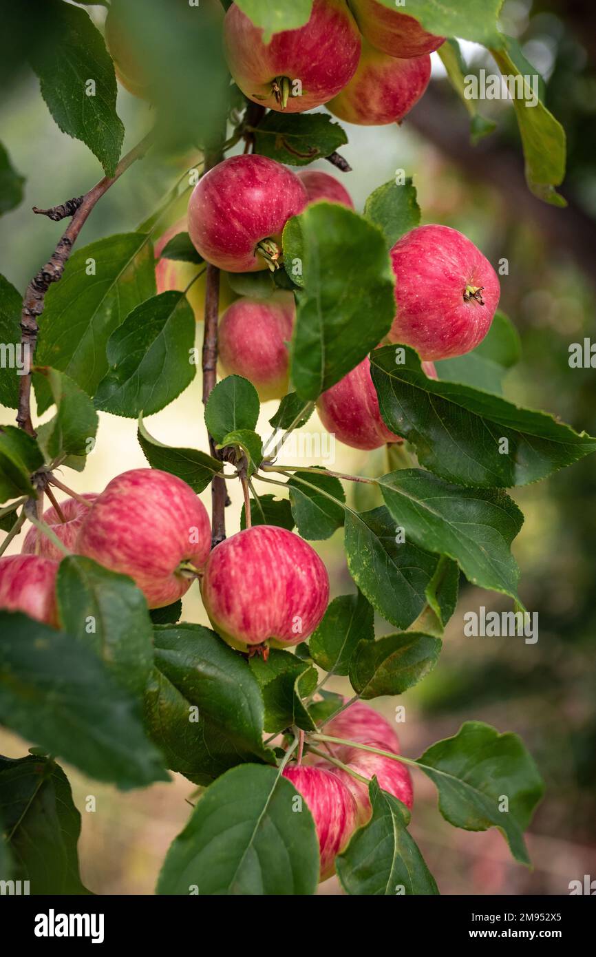 Ripe red apples on an apple tree branch on a clear summer day in the ...