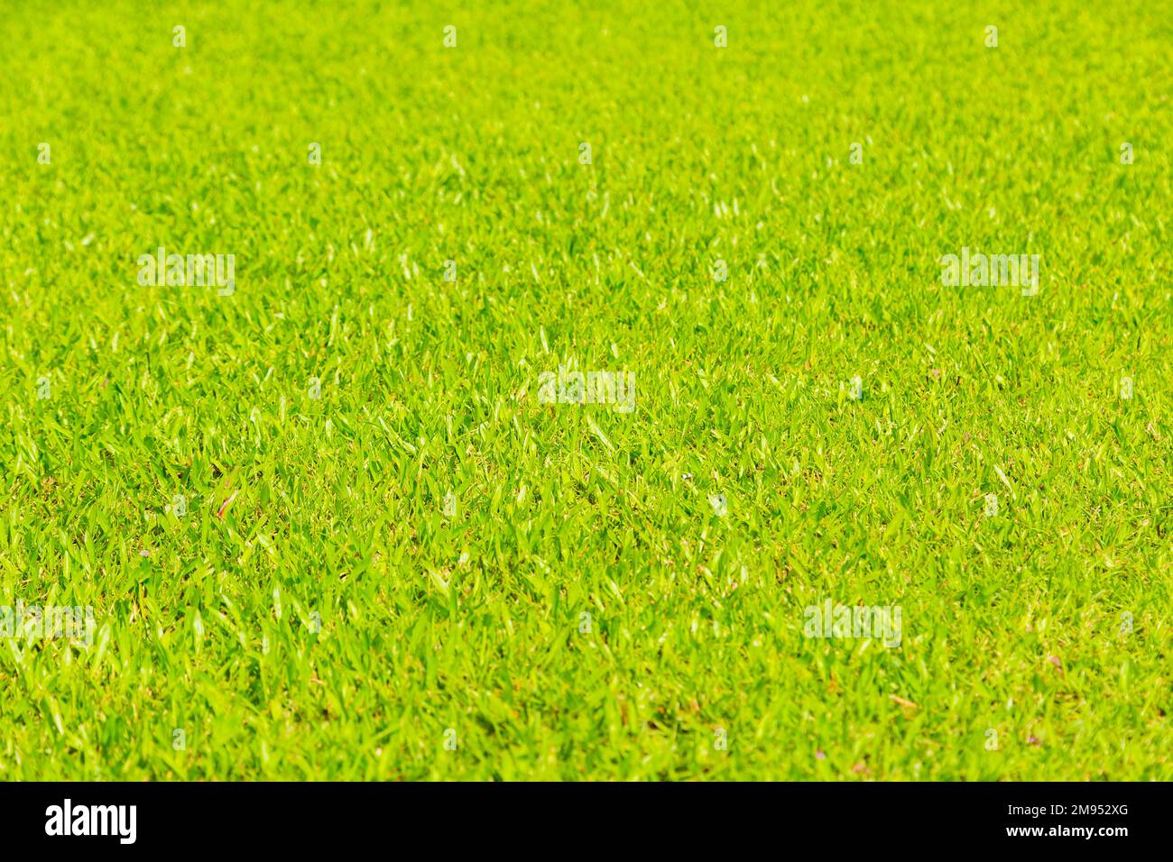 green grass background Stock Photo - Alamy