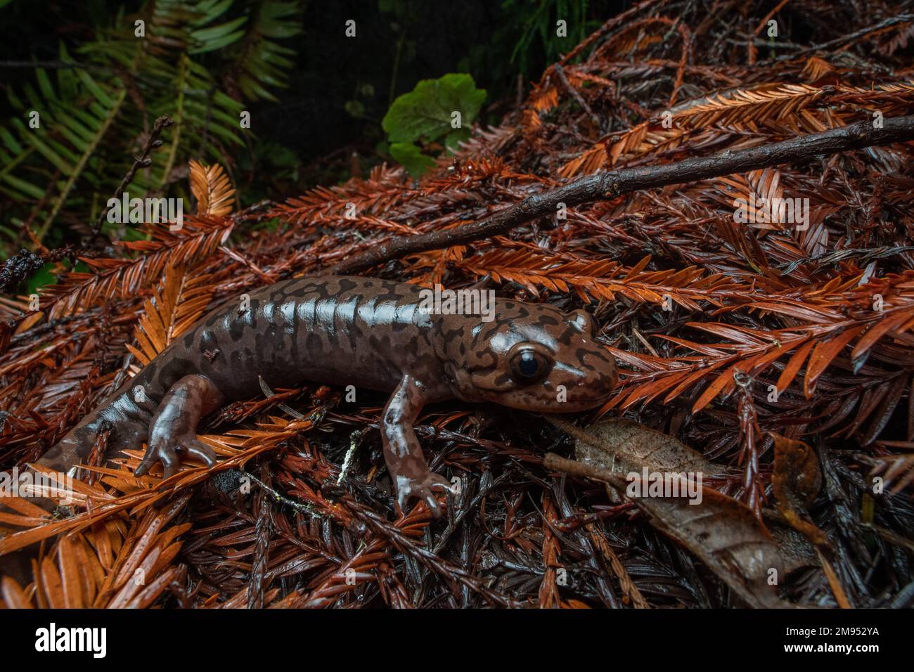 A large pacific or coastal giant salamander (Dicamptodon tenebrosus ...