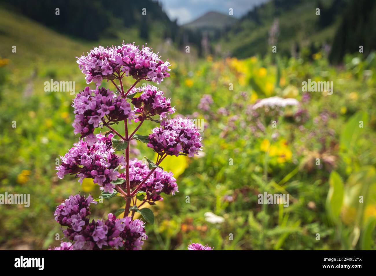 Oregano or Origanum vulgare - medicinal wild herb. Plant during ...
