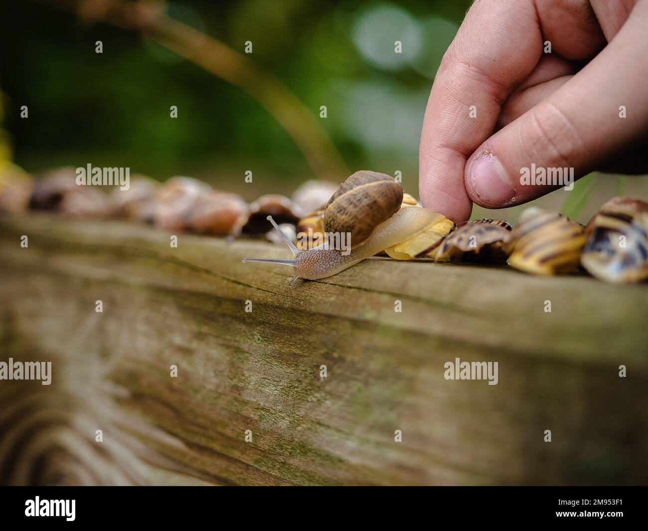 A closeup of human hand touching snail Stock Photo - Alamy