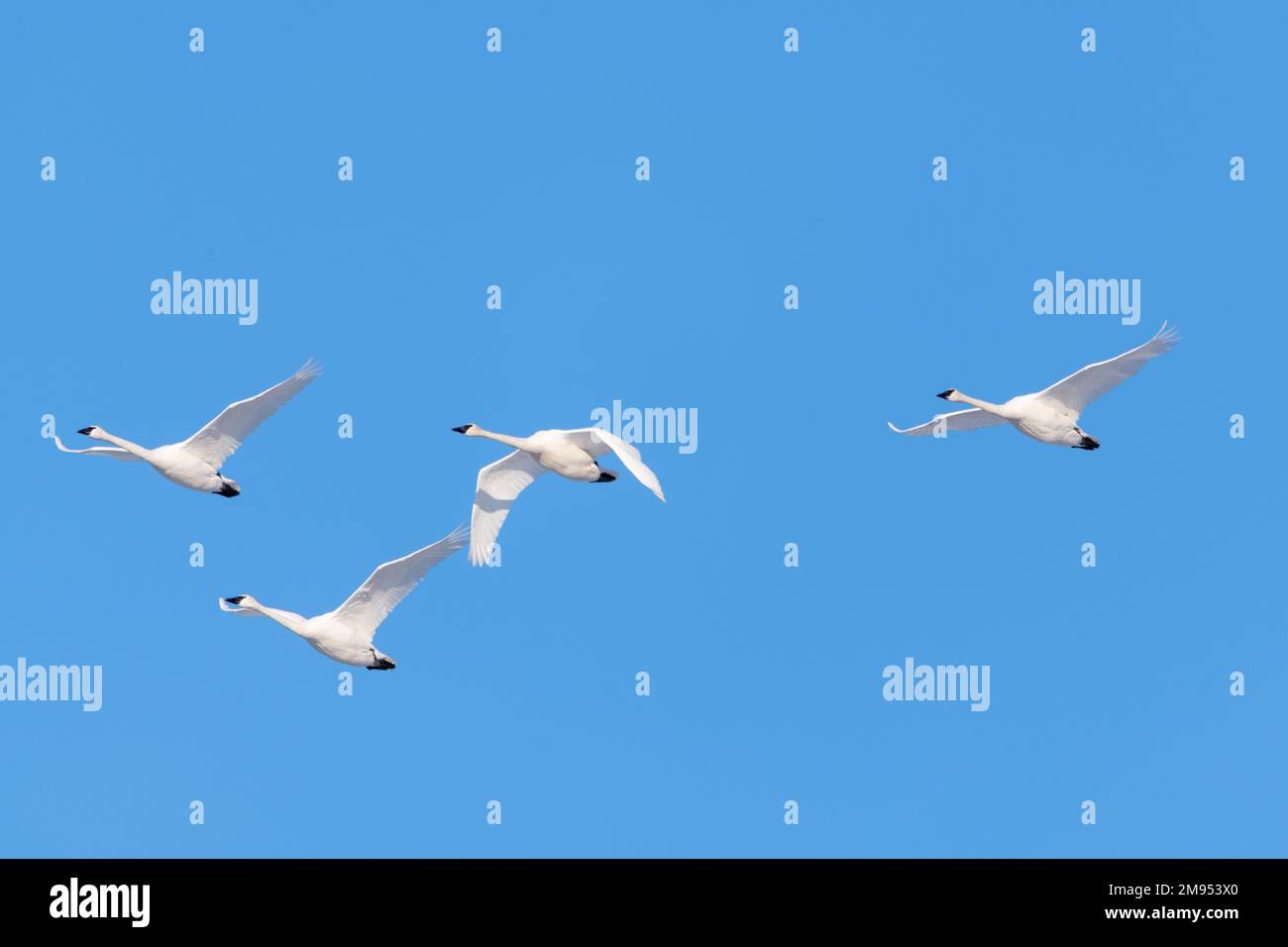 Flock of migrating trumpeter swans seen in northern Canada with blue ...