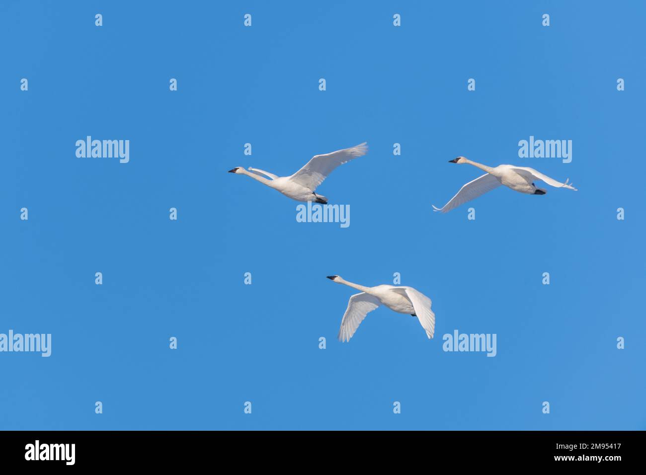 Flock of migrating trumpeter swans seen in northern Canada with blue ...