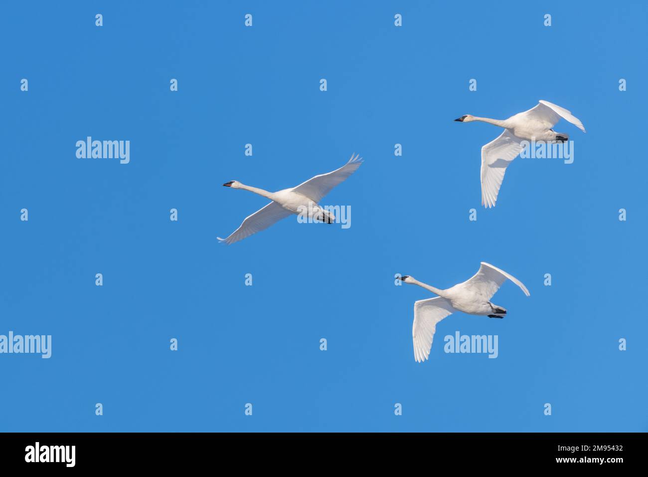 Flock of migrating trumpeter swans seen in northern Canada with blue ...