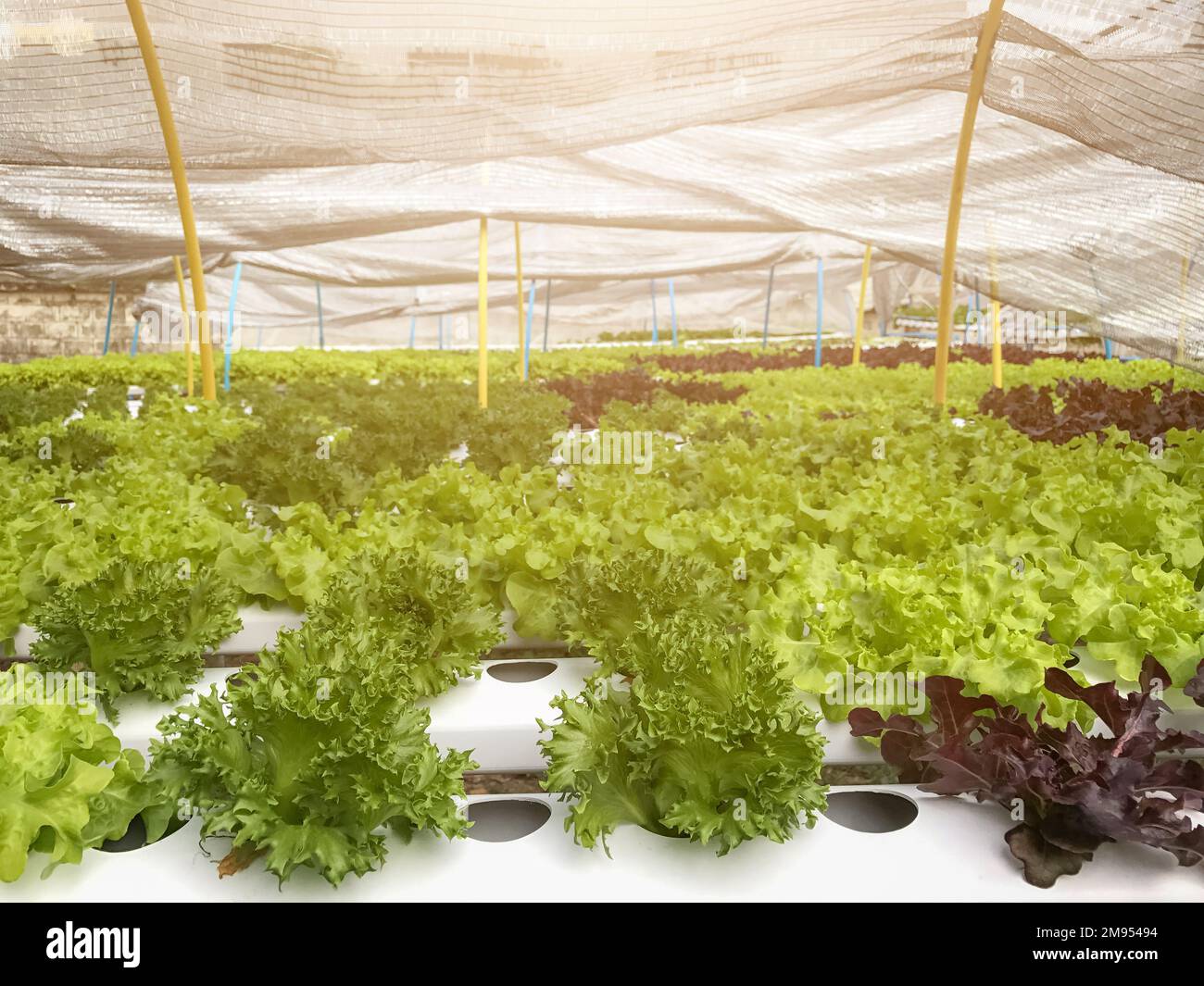Hydroponics Organic vegetables Farms in Thailand Stock Photo - Alamy