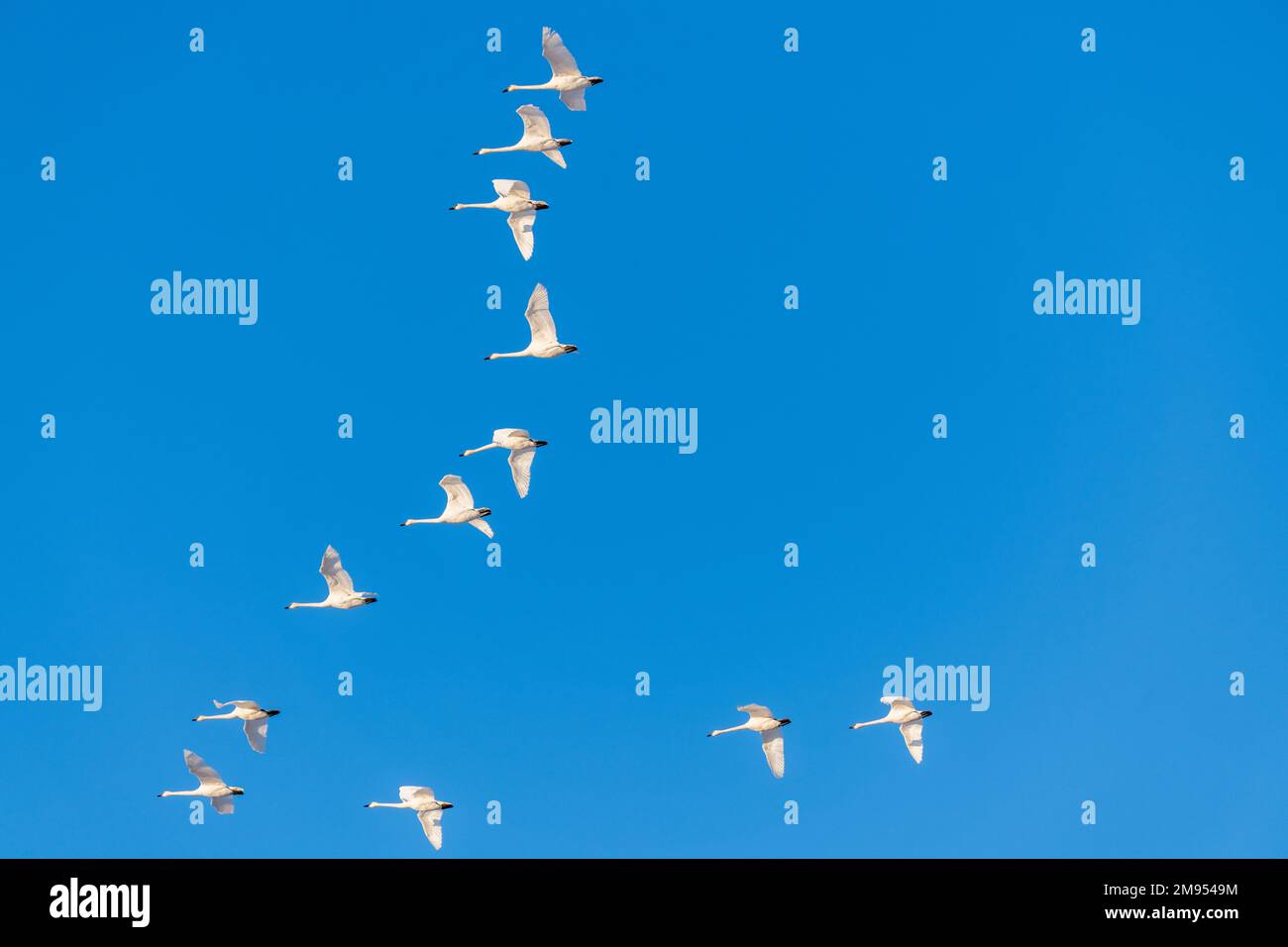 Flock of migrating trumpeter swans seen in northern Canada with blue ...