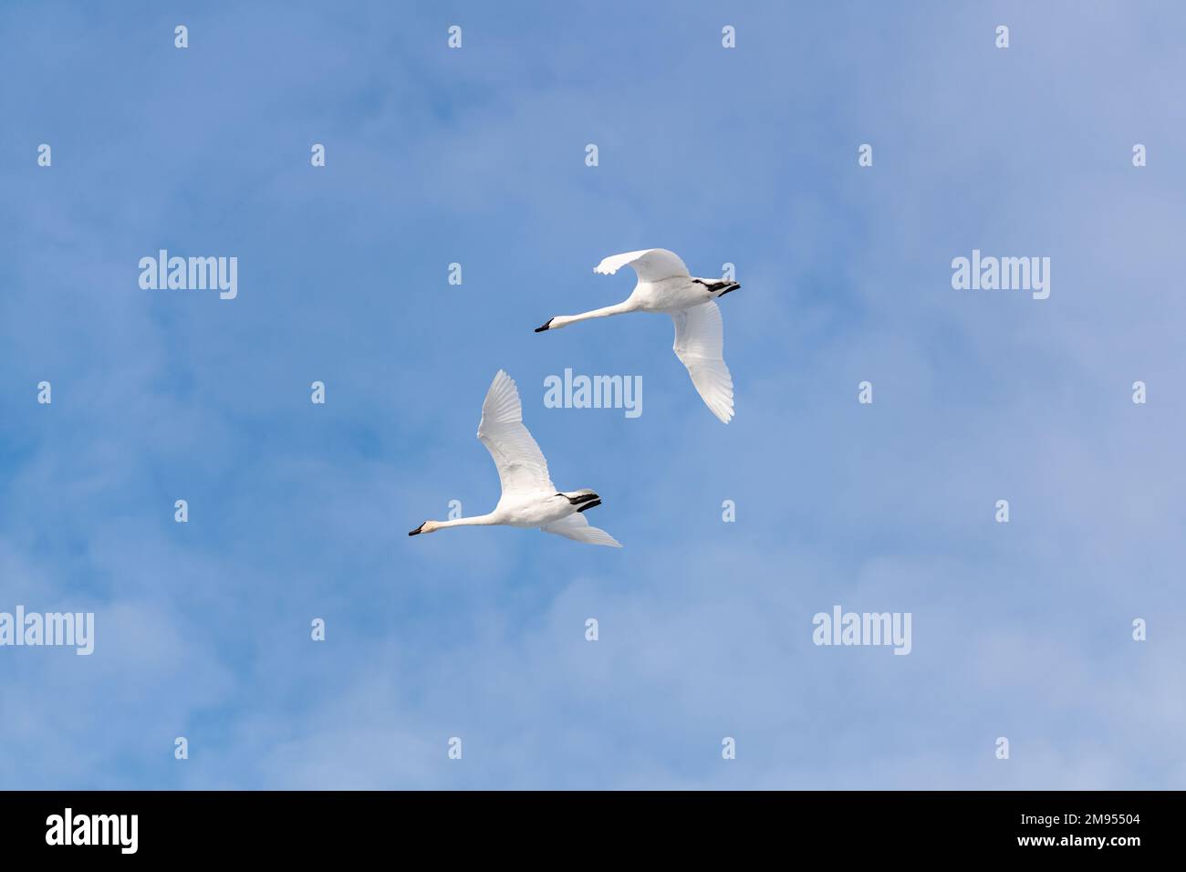 Flock of migrating trumpeter swans seen in northern Canada with blue ...