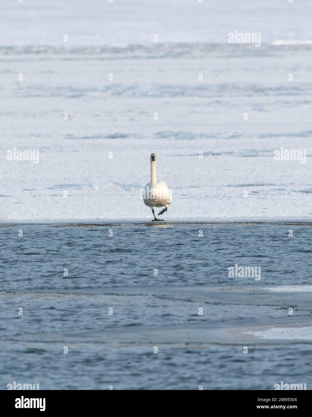 Flock of migrating trumpeter swans seen in northern Canada with blue ...