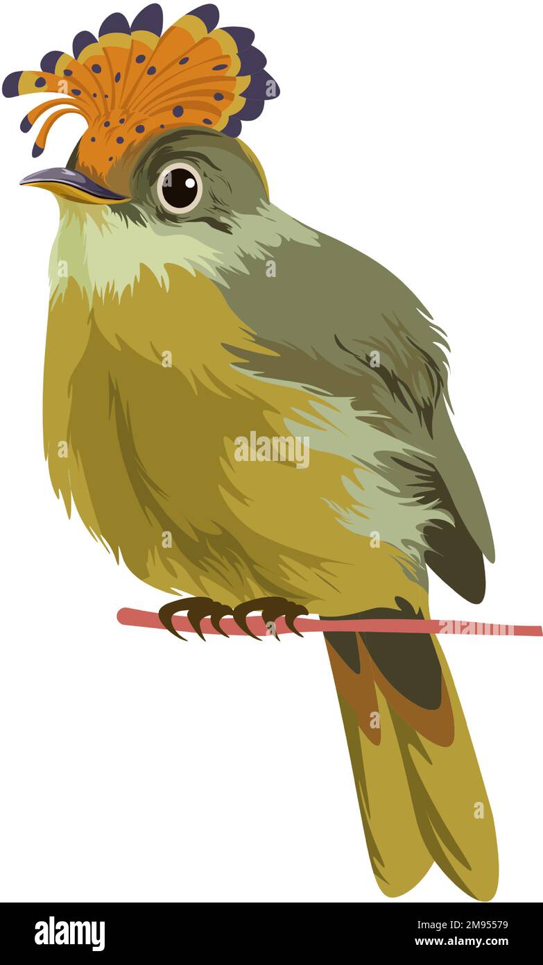 Exotic avian animal, tropical bird portrait vector Stock Vector Image ...