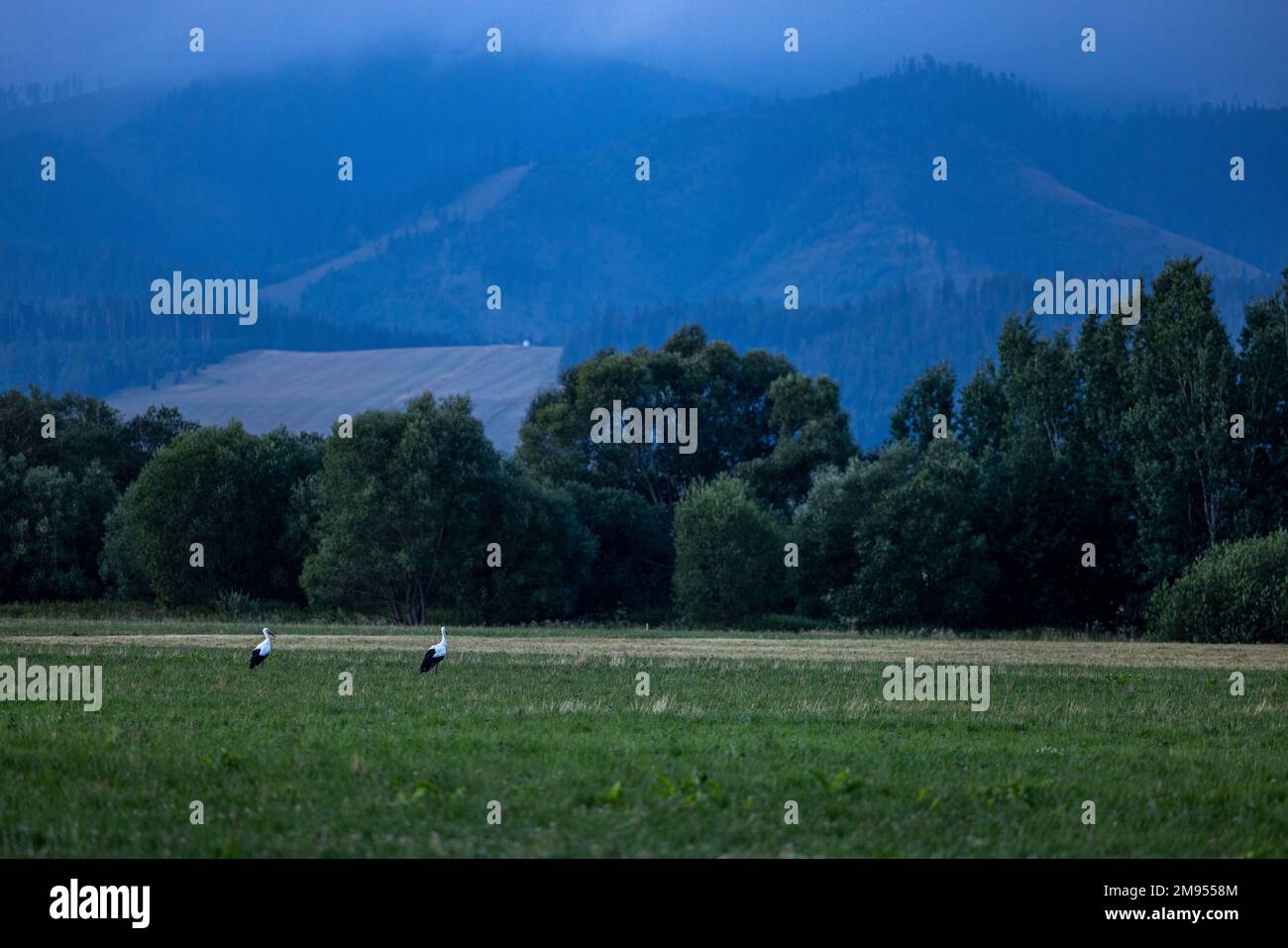 An aerial view of storks in field surrounded by dense trees Stock Photo ...