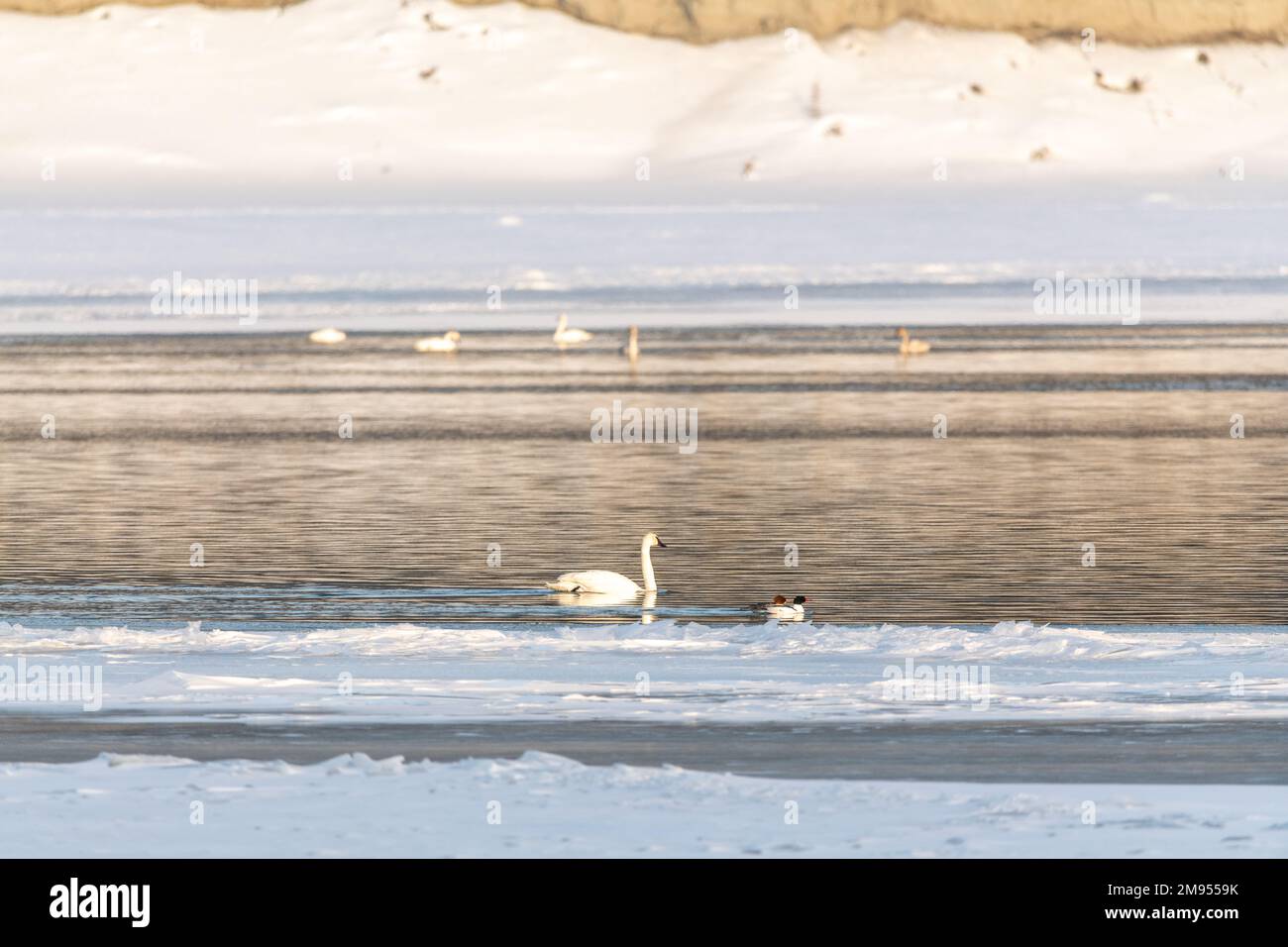 Elegant swans swimming in a frozen lake, open water of river in ...