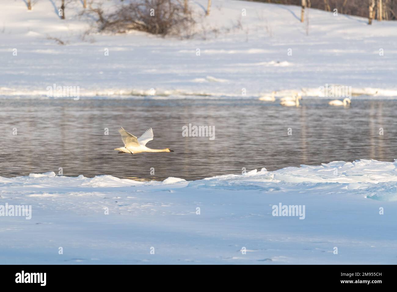 Elegant swans flying over frozen lake, open water of river in northern ...