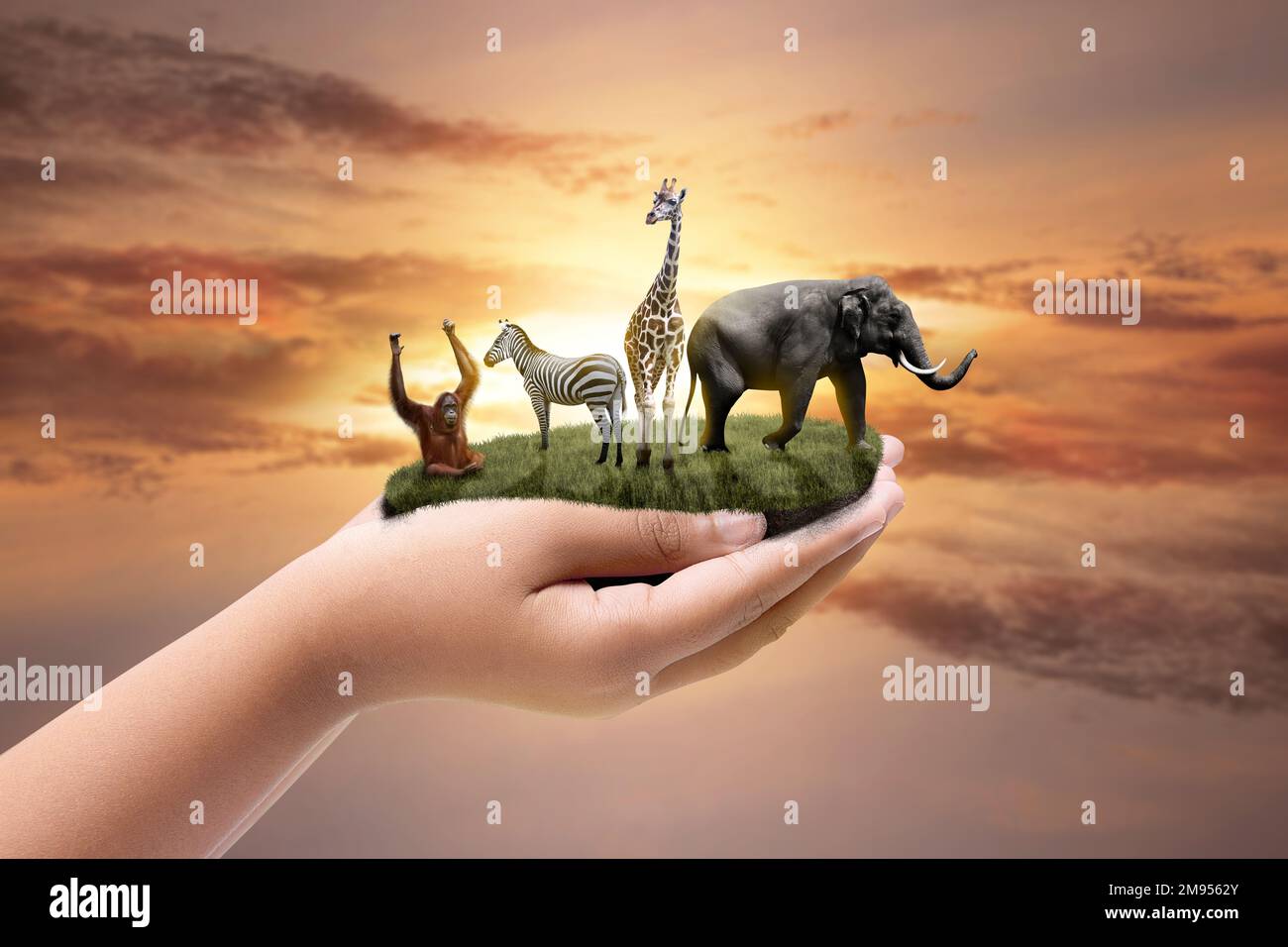 Human hand showing wildlife in nature. World Wildlife Day Stock Photo ...