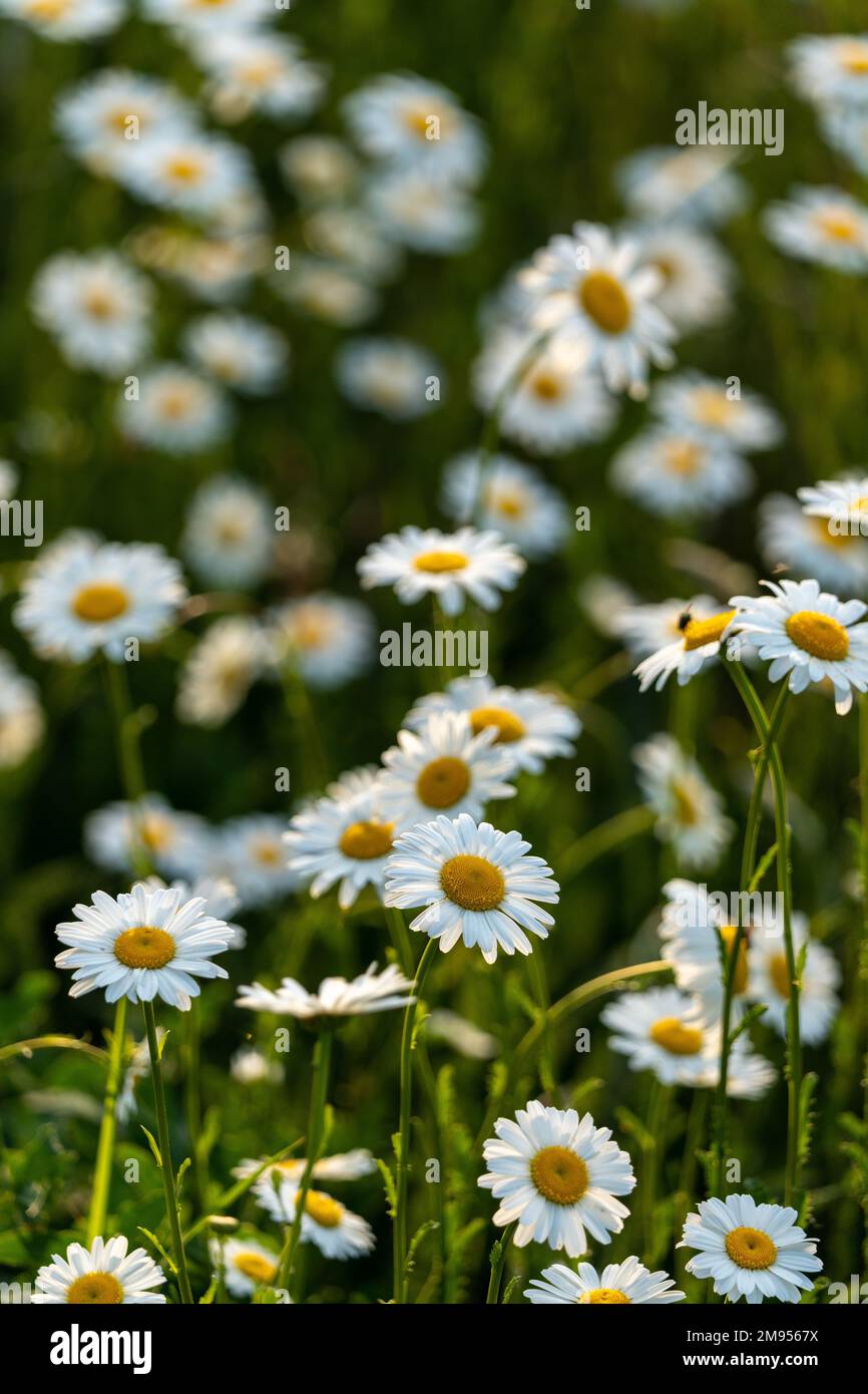 A closeup of blooming Oxeye daisy flowers in field Stock Photo - Alamy