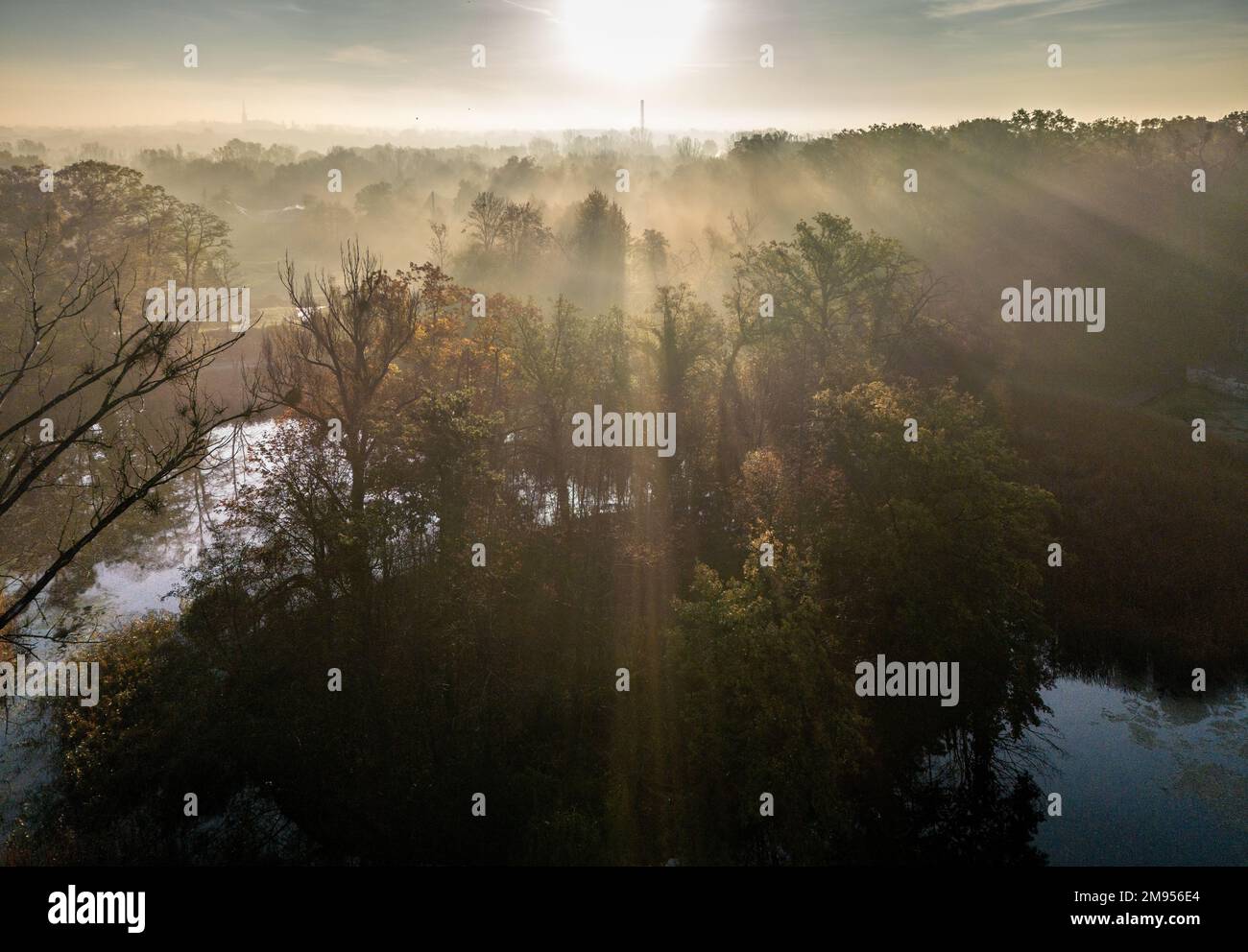 An aerial view of a forest covered in fog at sunrise perfect for ...