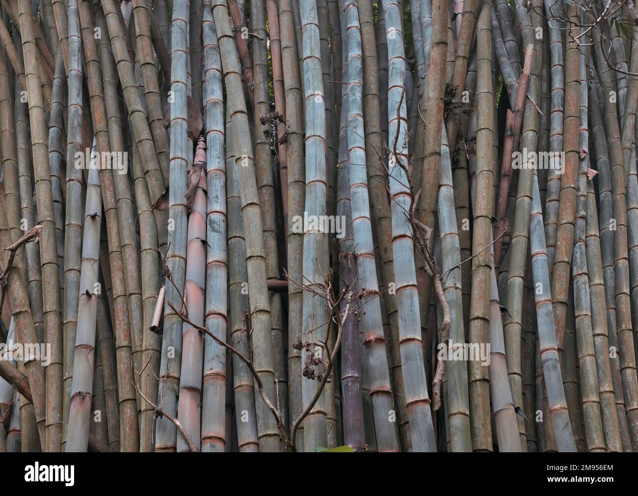 Thick bamboo hi-res stock photography and images - Alamy