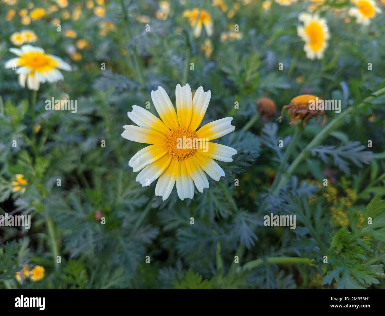 Daisy crowned hi-res stock photography and images - Alamy