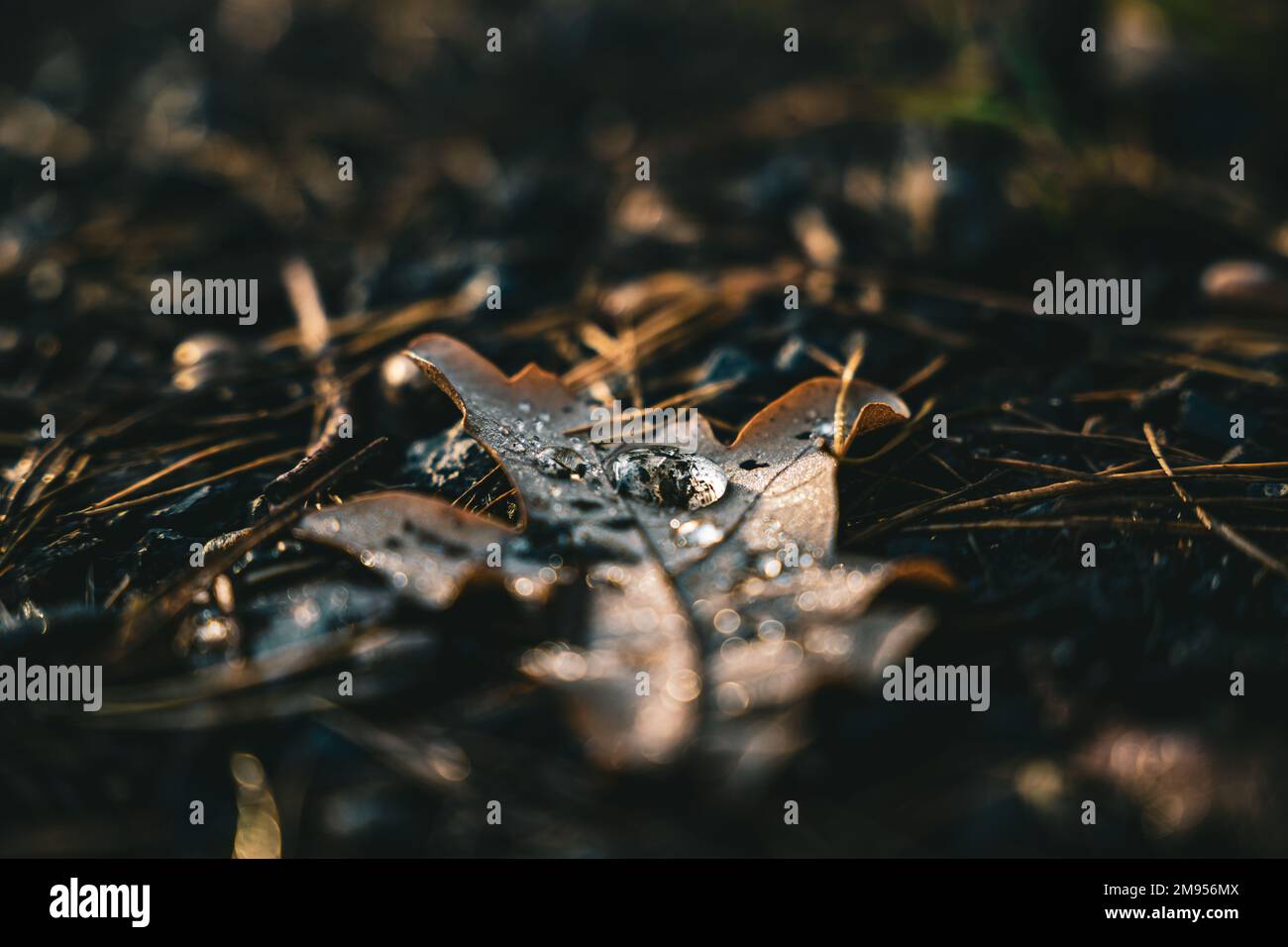 A closeup shot of a water drop on the fallen leaf in a forest on the ...