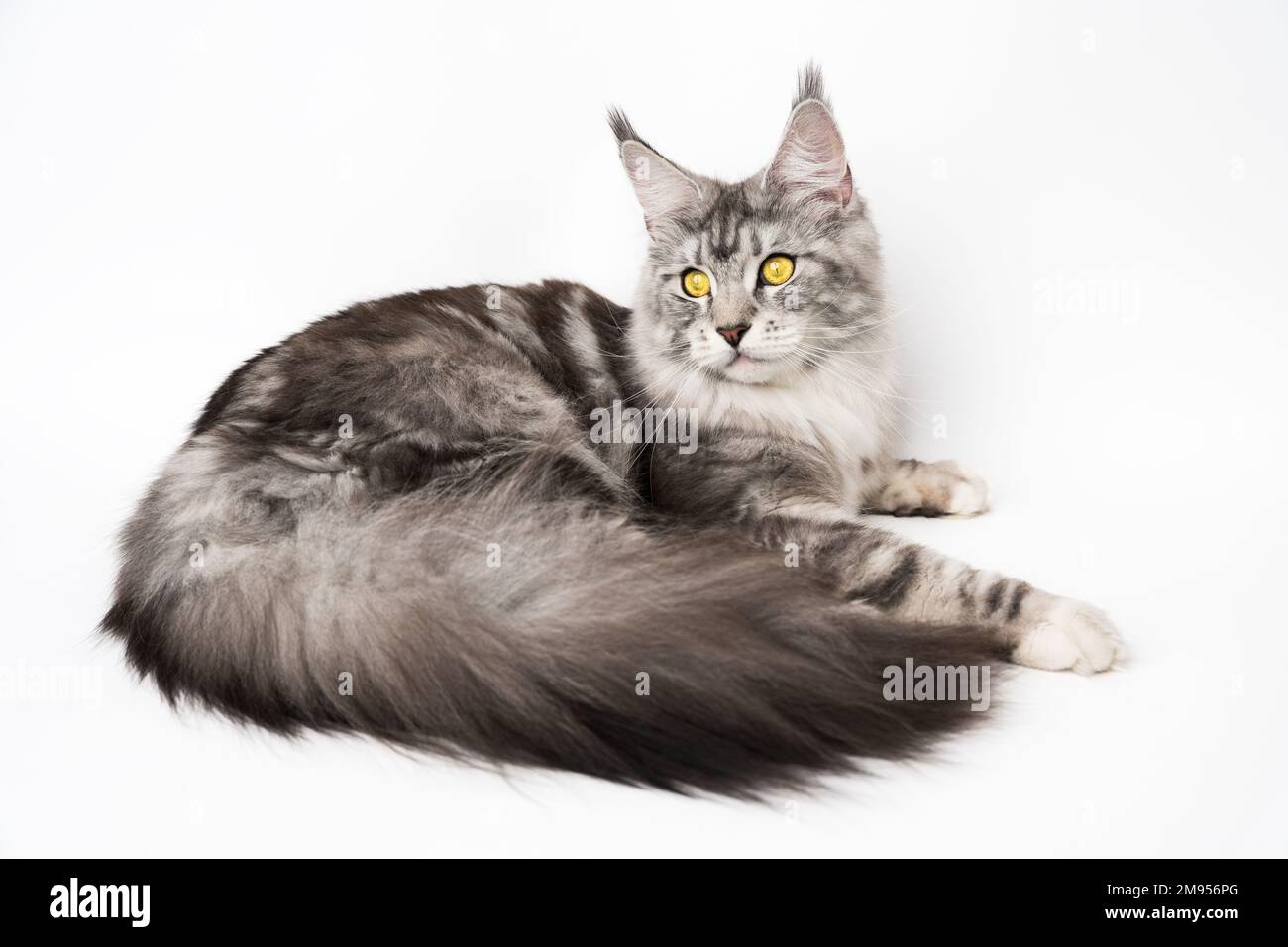 American Longhair Maine Coon Cat with big fluffy tail black silver ...
