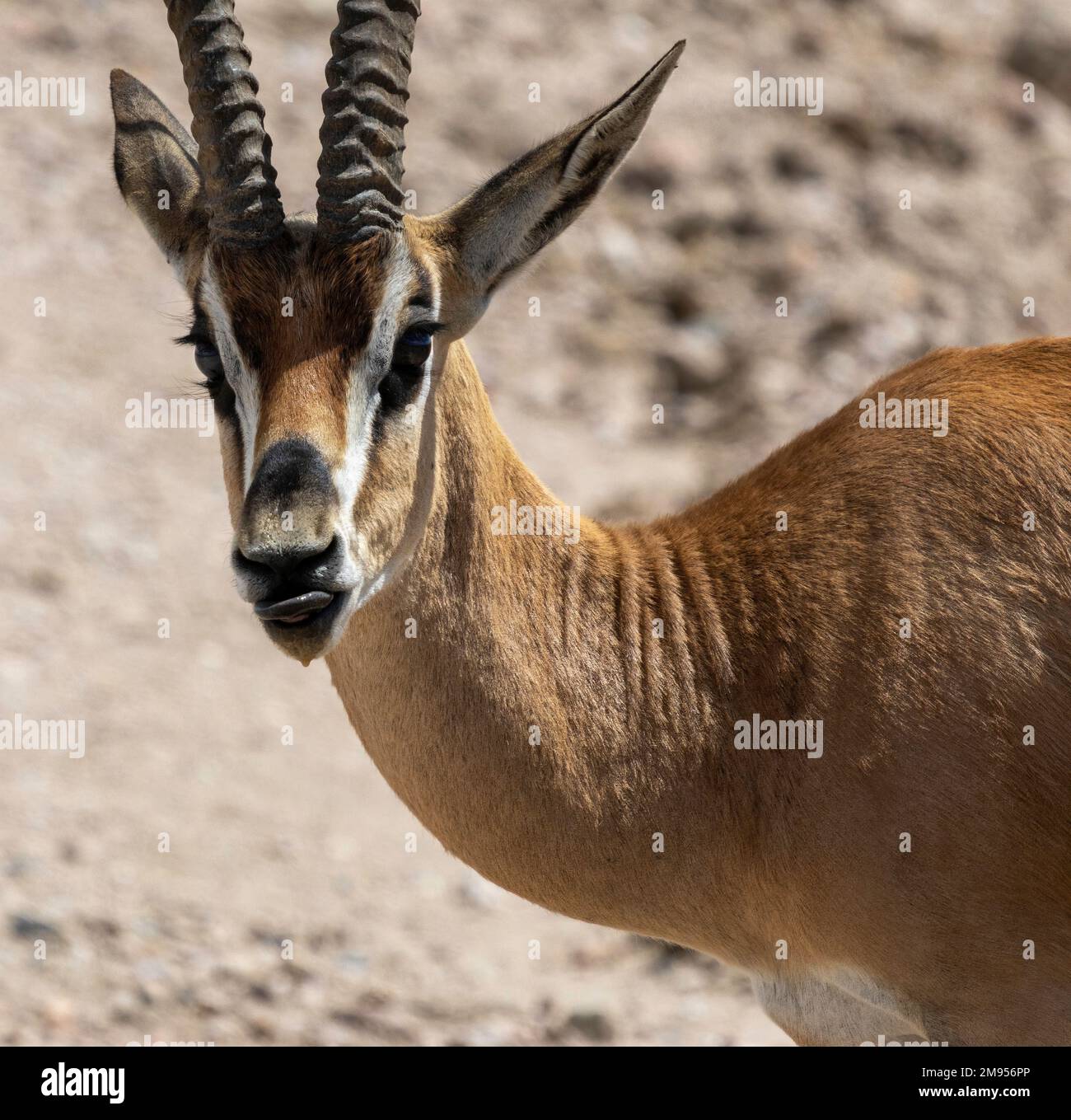 detail of Thomson's gazelle (Eudorcas thomsonii), Amboseli, Kenya ...