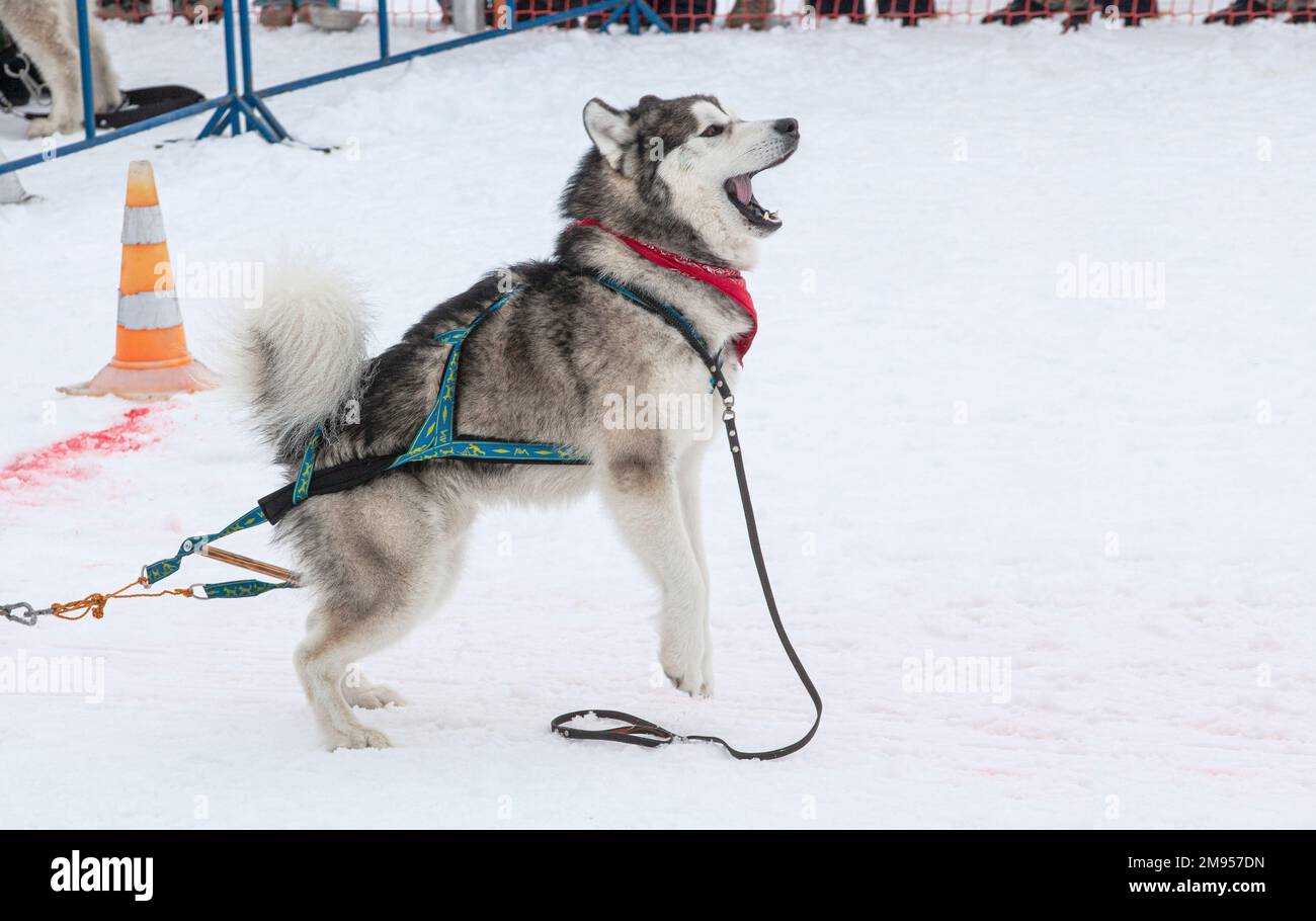 The dog in the winter competitions Weight pulling Stock Photo - Alamy