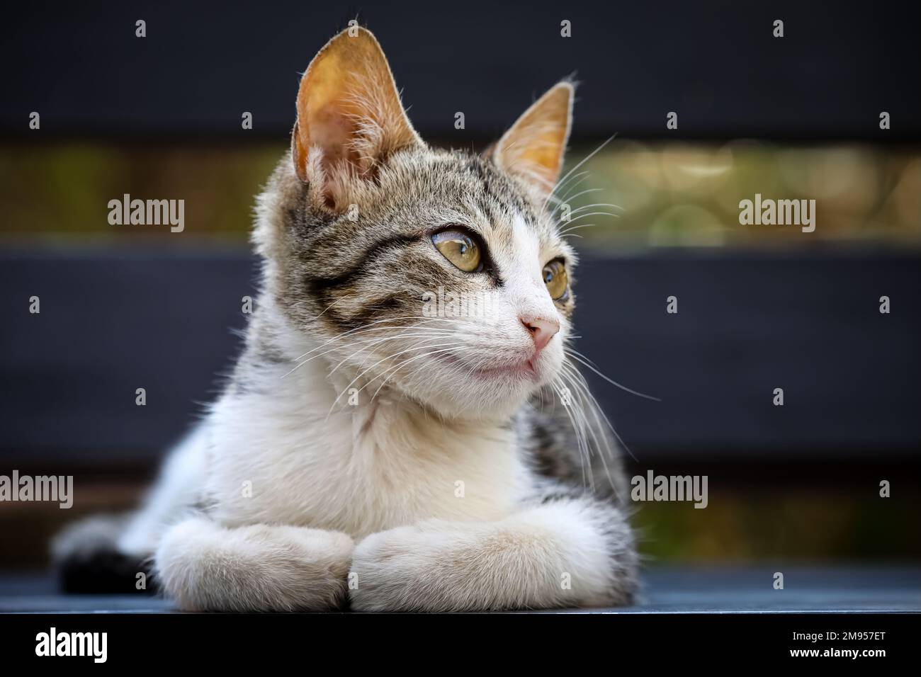 Black cats behavior hi-res stock photography and images - Alamy