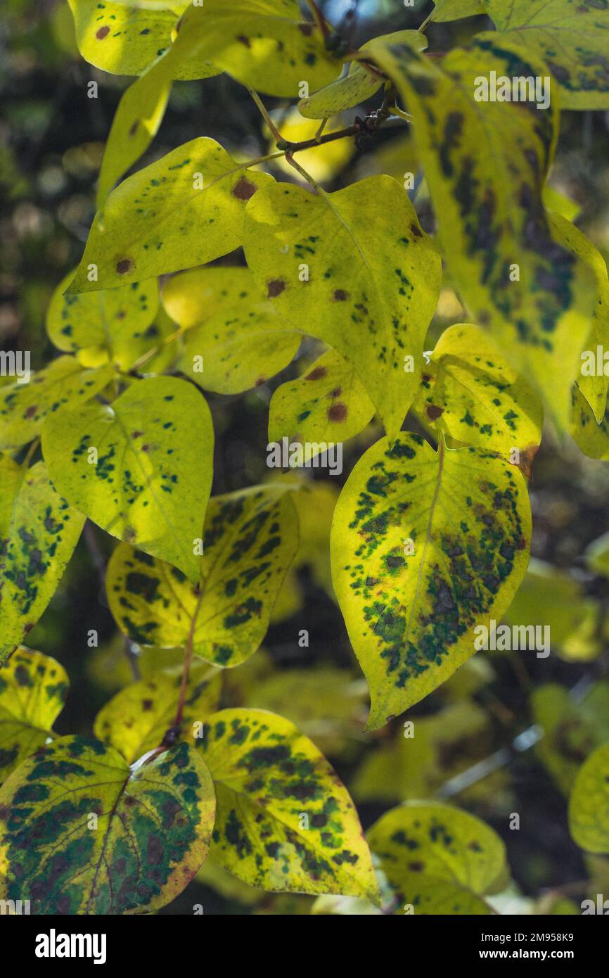 A beautiful view of autumn leaves of a lilacs bush Stock Photo - Alamy