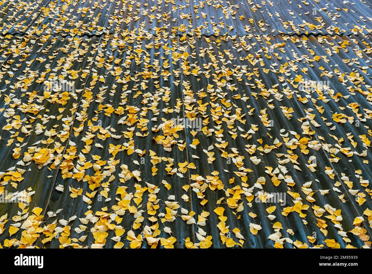 A closeup of fallen leaves on building wet roof Stock Photo - Alamy