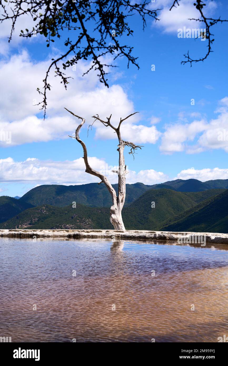 A beautiful view of a leafless tree near the lake Stock Photo - Alamy